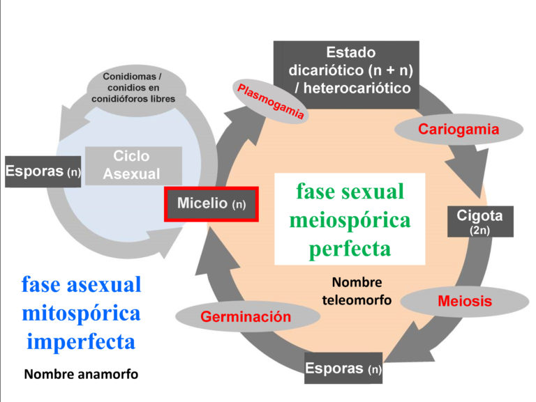 resumen hongos 3 – Herbario Virtual Fitopatología resumen hongos 3 – Herbario Virtual Fitopatología